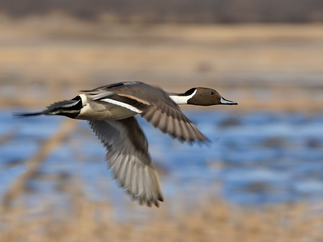 A Waterfowler's Top 10 Favorite Duck Species