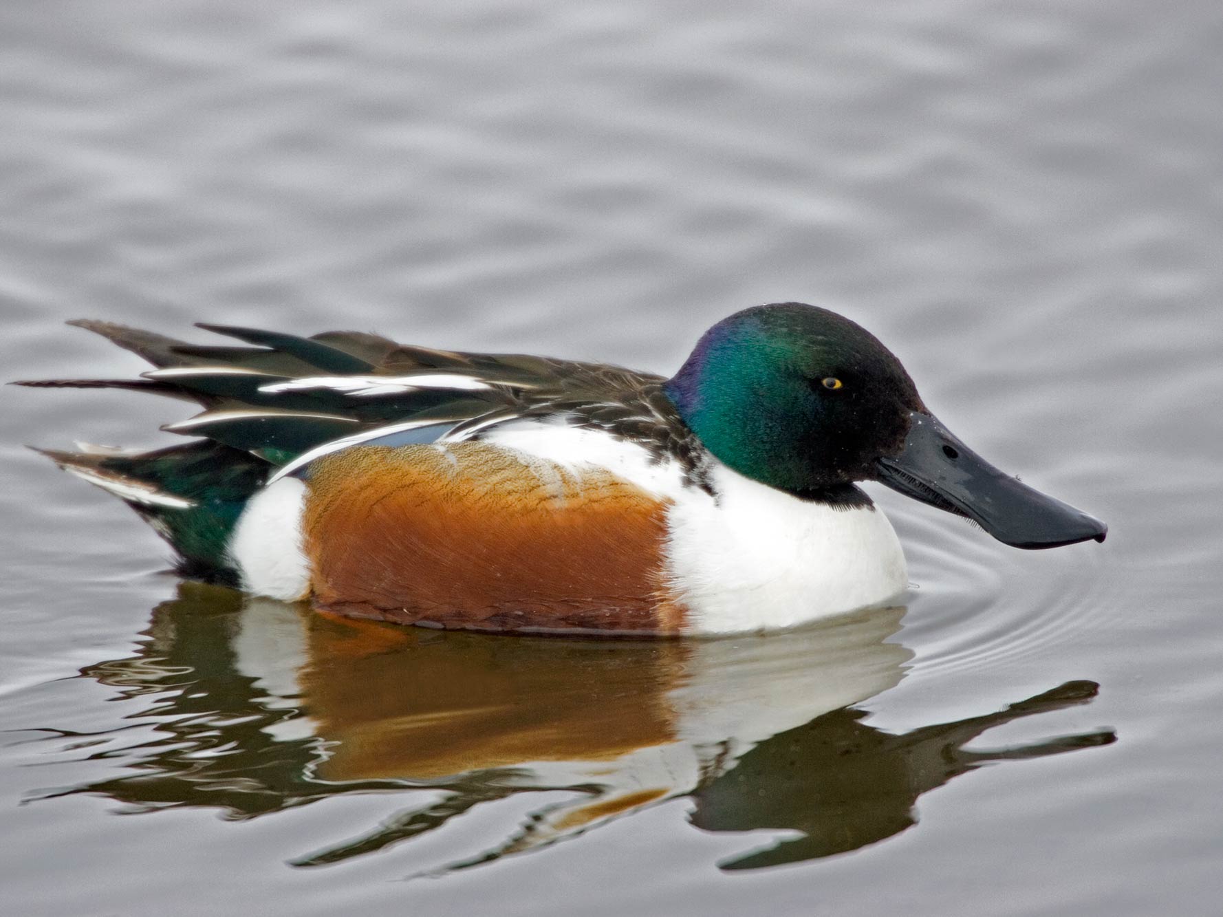 A Waterfowler's Top 10 Favorite Duck Species