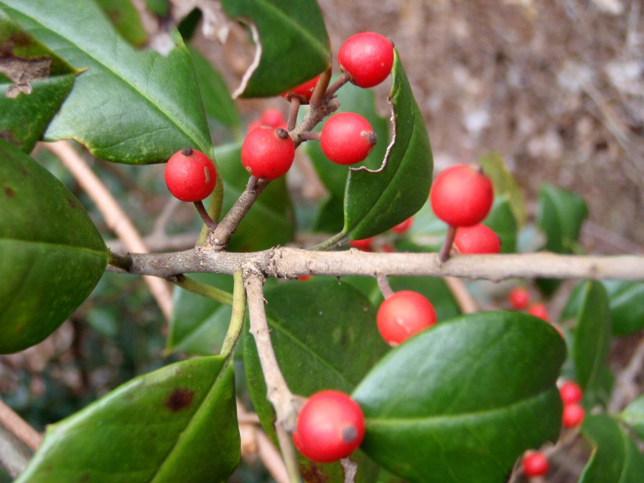 Survival Skills: How to Identify Toxic and Edible Red Berries