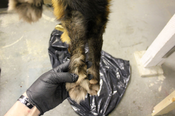 How To Skin A Fox