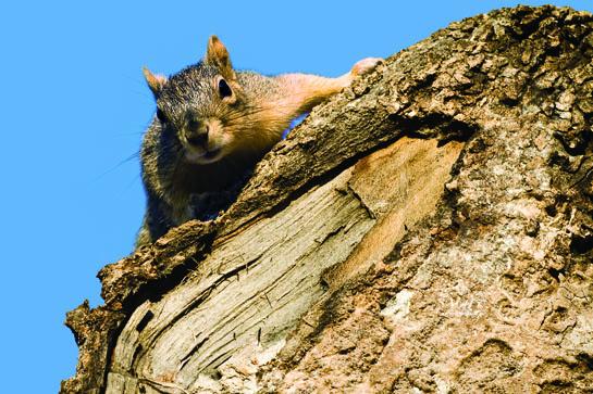 Cur vs. Feist: How Pick Your Next Squirrel Dog