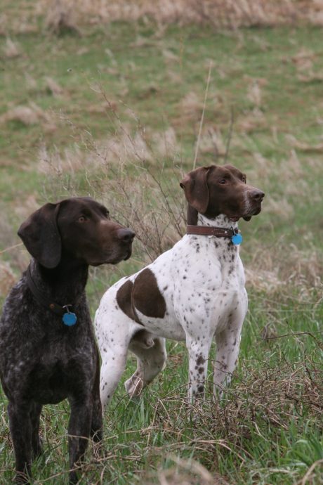 Feeding the Sporting Dog: Three Tips to Maximize Performance | Outdoor Life