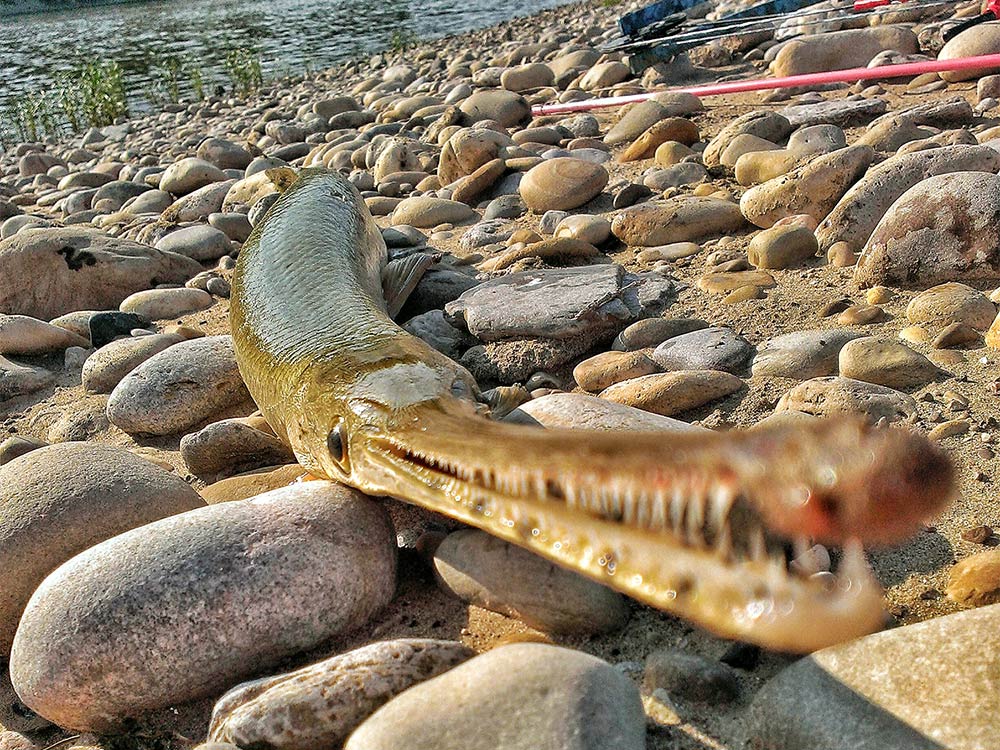 Bowfishing: 7 Tips to Help You Shoot More Fish This Summer