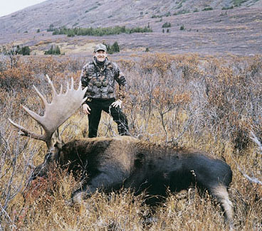 Biggest Moose Ever!