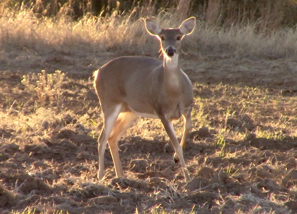What Colors Can Deer See? | Outdoor Life