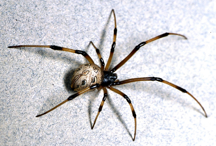 The 10 Most Dangerous Spiders in the World