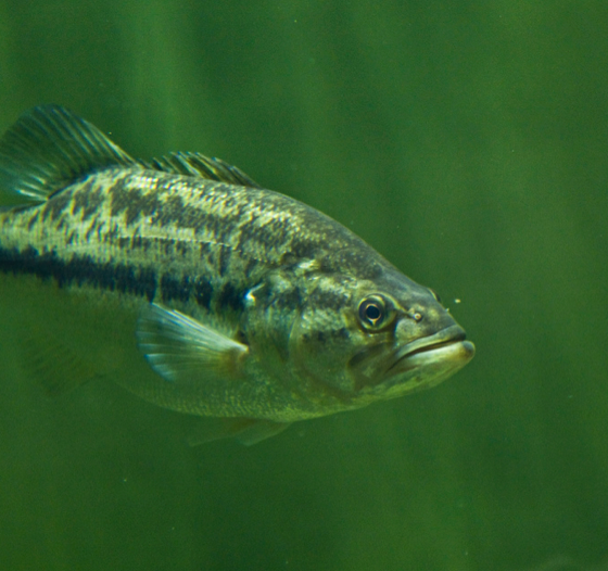 Bass Facts and Myths: 19 Things You Didn't Know About Bass