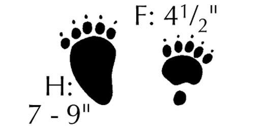 How to Identify Tracks of 10 Common North American Species