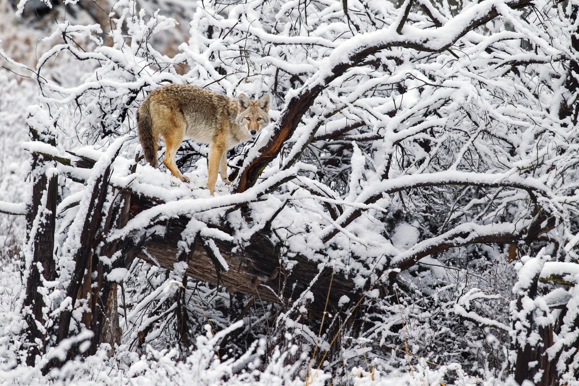 How to Hunt Coyotes: Crash Course in Coyote Hunting Across the Country