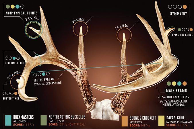 Measuring Antlers: 4 Ways to Score a Deer's Rack