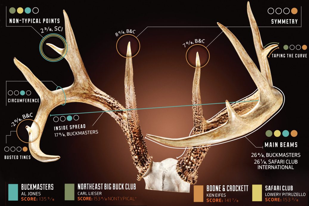 Measuring Antlers: 4 Ways to Score a Deer's Rack