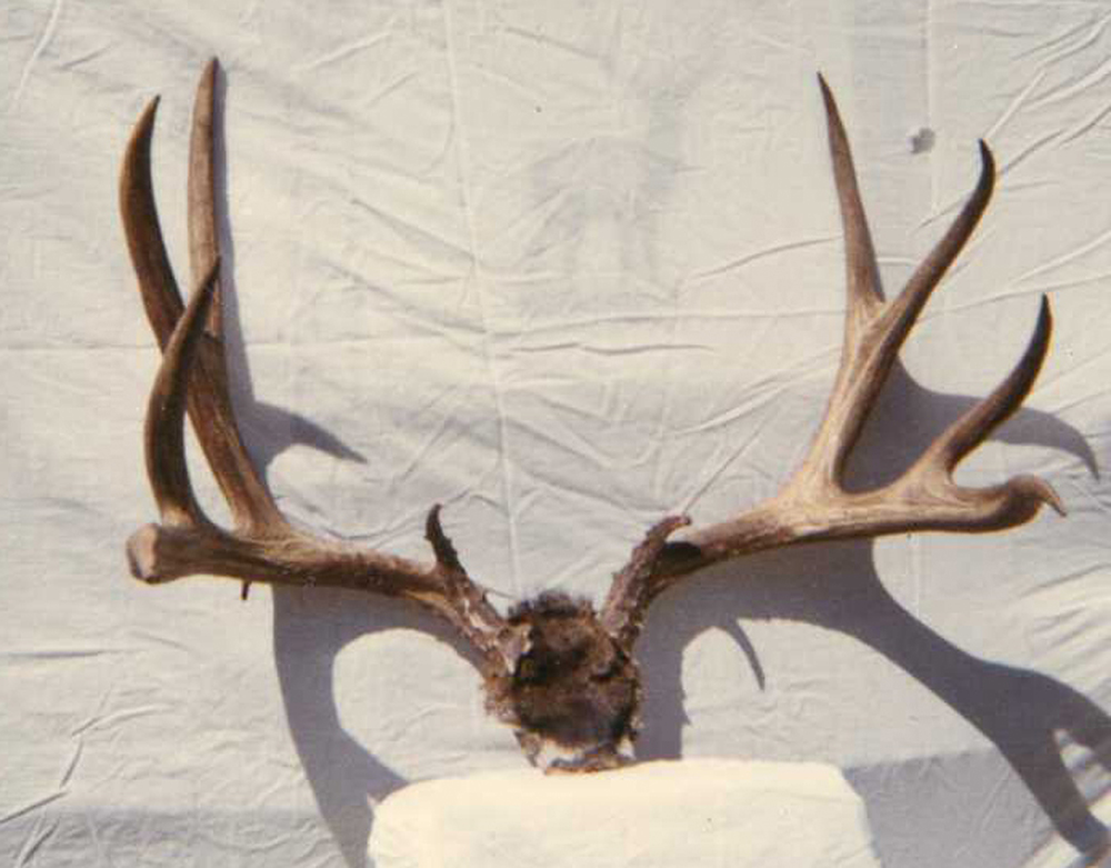 The Top 40 Typical and Nontypical Mule Deer of All Time