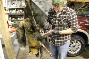 How To Skin A Fox