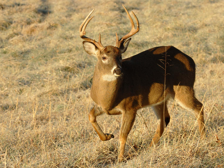 Anatomy of a Buck Brawl: We Analyze a 50-Minute Fight Between Two ...