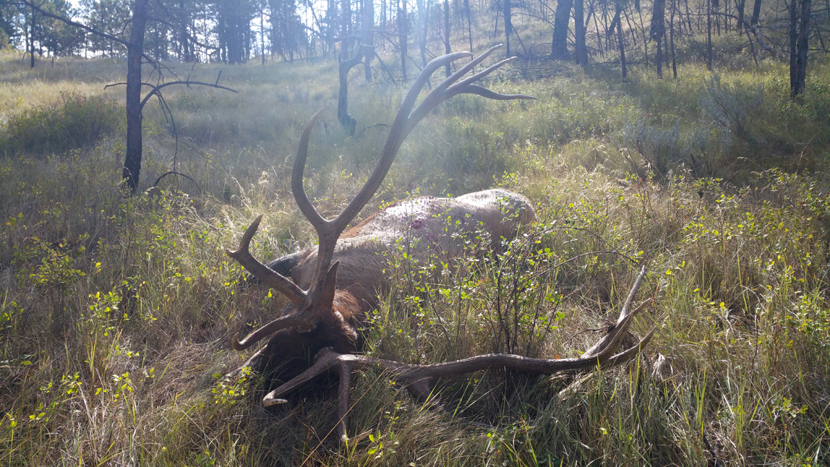The New World-Record Archery Elk
