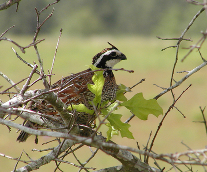 Wild Game: A Nutrition Guide for Game Animals in North America