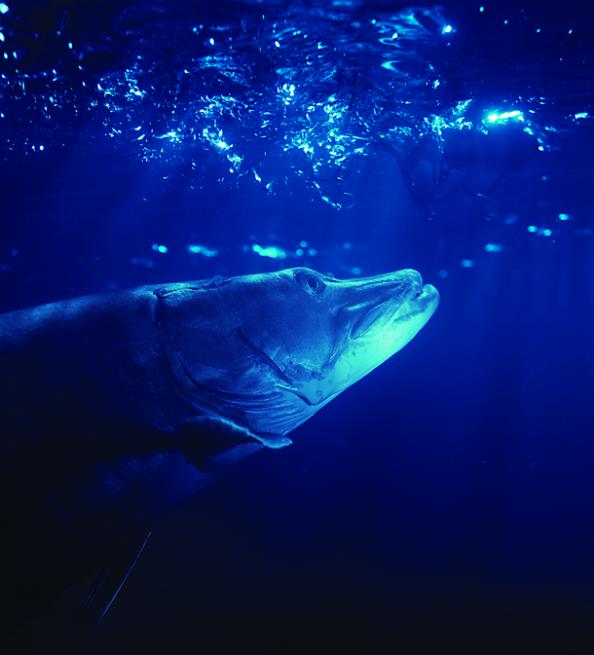 Topwater Muskie Fishing Secrets from 5 Pros