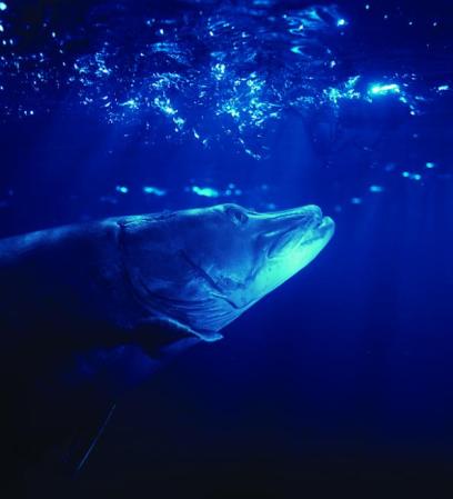 West Virginia Angler Catches Record Muskie from Shore | Outdoor Life