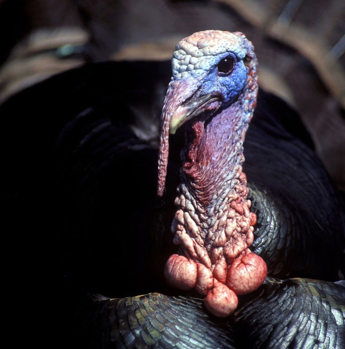 Steve Hickoff Archives | Outdoor Life