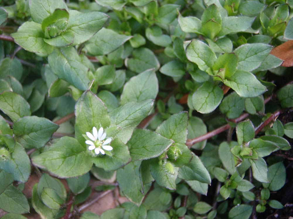 15 Wild Edibles You Can Forage for in the Fall