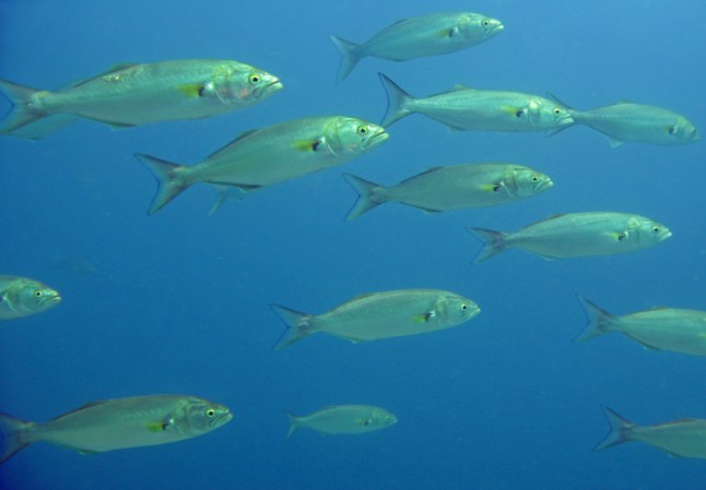 Dangerous Fish: 10 Fish You Need to Handle With Care