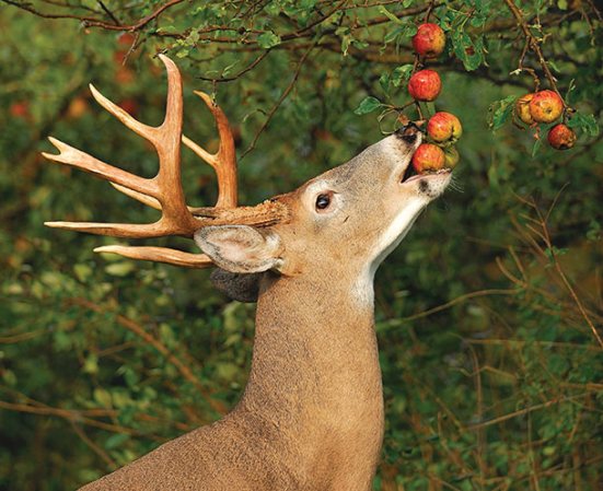 The 6 Best Tree Species for Planting a Deer Orchard