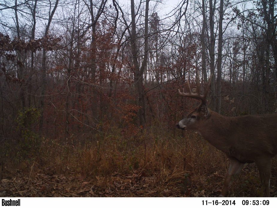 Bowhunter Tags a 200-Inch Buck in the St. Louis Suburbs After 5 Years ...