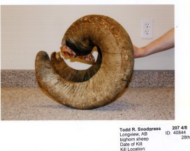 World Record Sheep: The Biggest Boone & Crockett Bighorn and Stone's Sheep