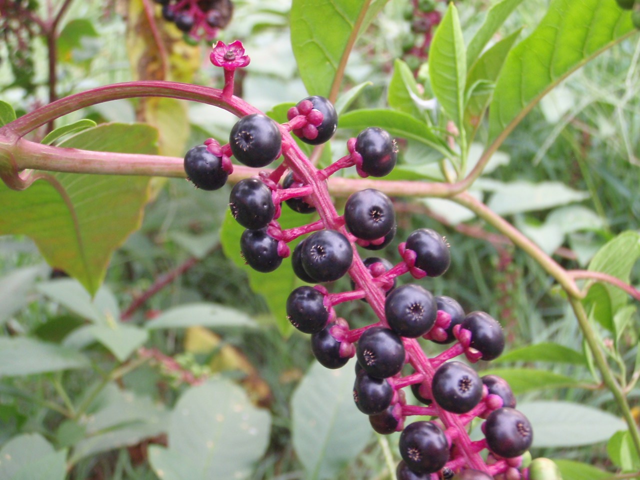 13 Toxic Wild Plants That Look Like Food