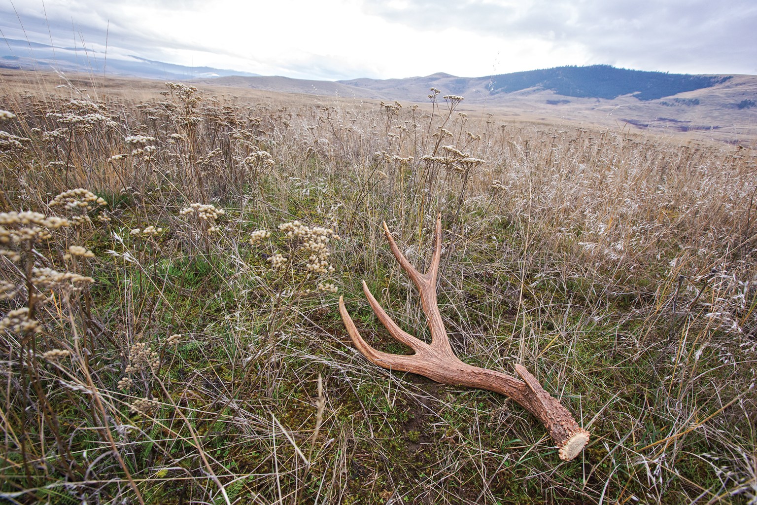 Shed Hunting: Ultimate Guide to Finding Antlers | Outdoor Life