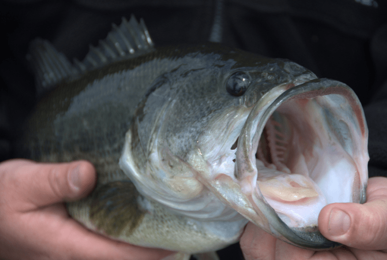 Bass Facts and Myths: 19 Things You Didn't Know About Bass