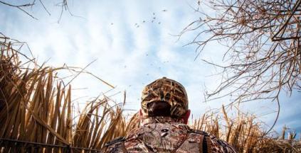 How Ducks See: The Science Behind Waterfowl Eyesight