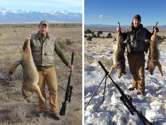 The .17 Hornet: How I Discovered the Perfect Predator Round