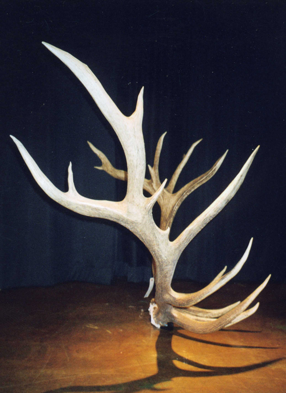 The Top 40 Typical and Nontypical Elk of All Time