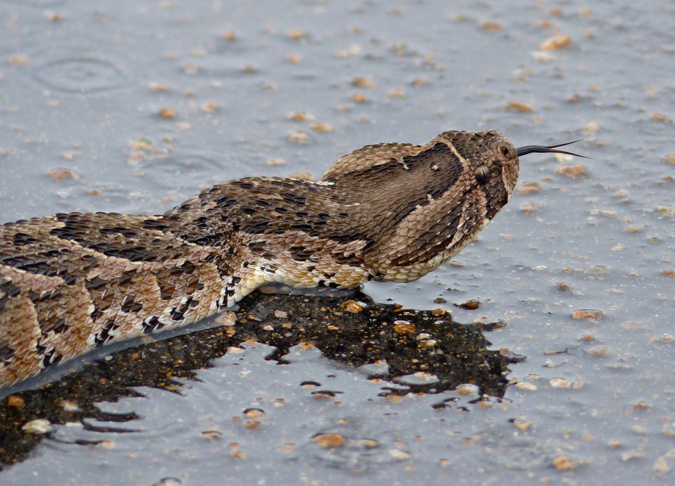 Top 10 Venomous Snakes to Look Out for on a Hunting Trip