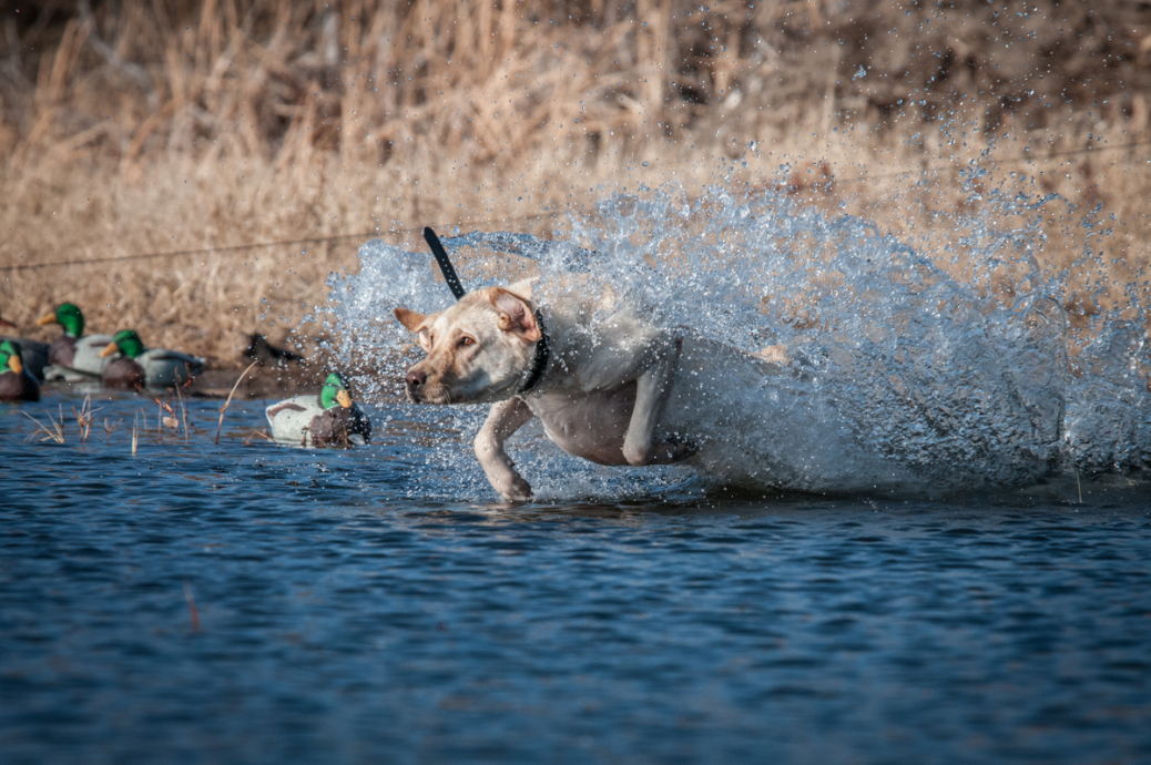 8 Drills to Do Right Now to Get Your Gun Dog Ready for Fall