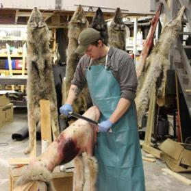 Trapping and Skinning: The Fleshing Beam