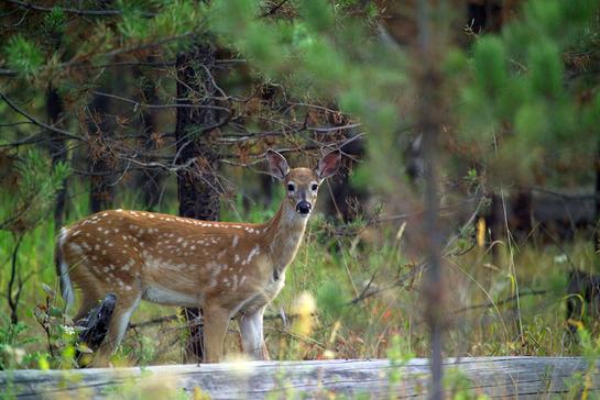 Whitetail Facts: 16 Things to Know About Fawns