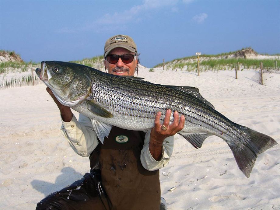 Wipers: Catching Hybrid Striped Bass