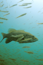 Bass Facts and Myths: 19 Things You Didn't Know About Bass