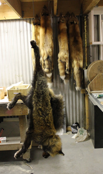 Why You Should Use a PVC Fleshing Beam for Hides, and How to Make One
