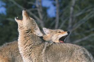 How to Call Coyotes