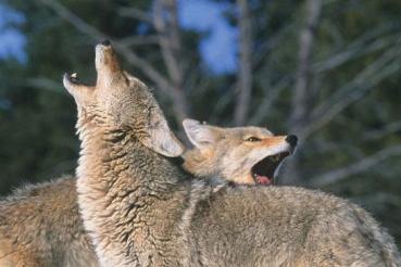 How to Call Coyotes
