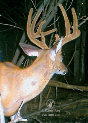 Have You Seen These Deer Diseases In Your Local Woods?
