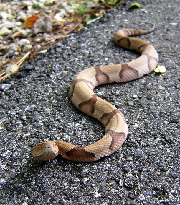Top 10 Venomous Snakes to Look Out for on a Hunting Trip