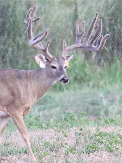 Freak Show Bucks: A Hard Look at Breeding For Antlers