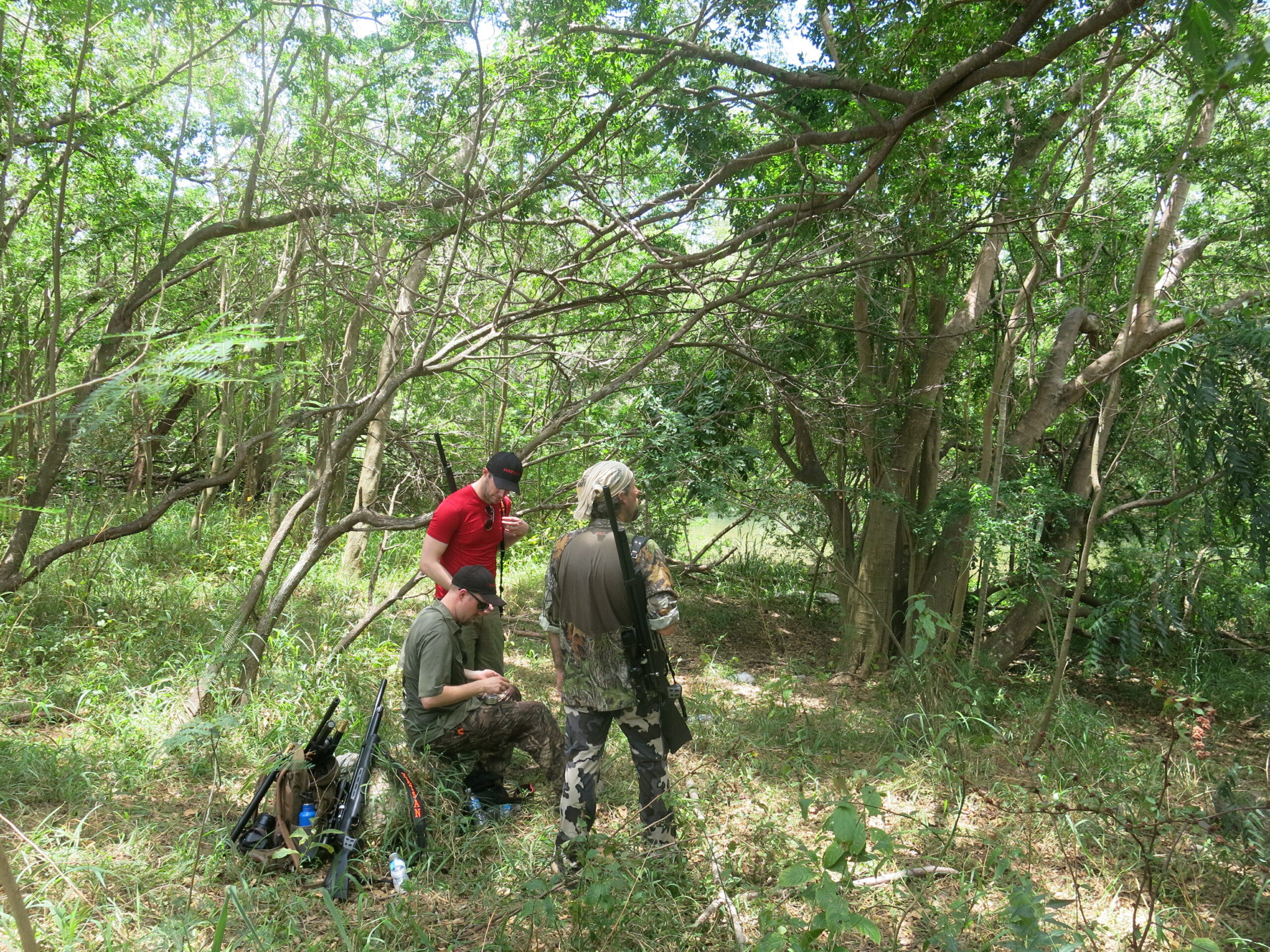 Invasive Iguanas: Hunting Puerto Rico's Giant Lizards