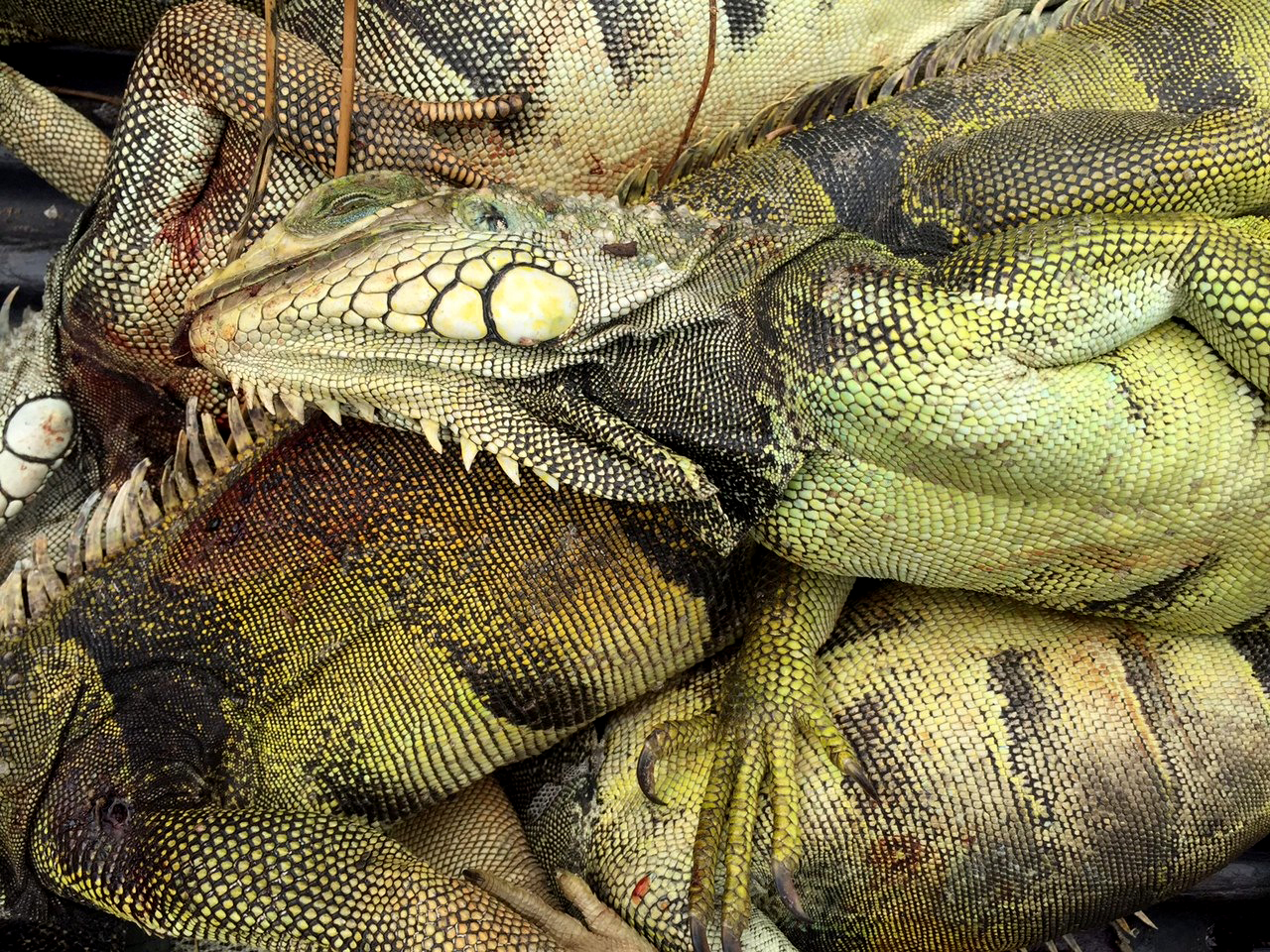 Invasive Iguanas: Hunting Puerto Rico's Giant Lizards