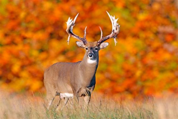 Freak Show Bucks: A Hard Look at Breeding For Antlers