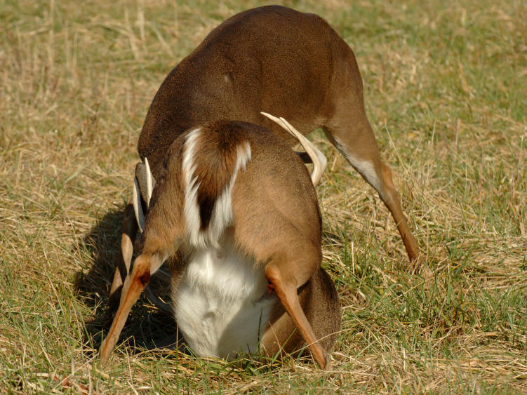 Anatomy of a Buck Brawl: We Analyze a 50-Minute Fight Between Two ...